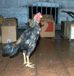 "Çil Horoz" operasyonu