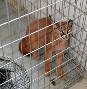 Karakulak, Datça'da görüntülendi