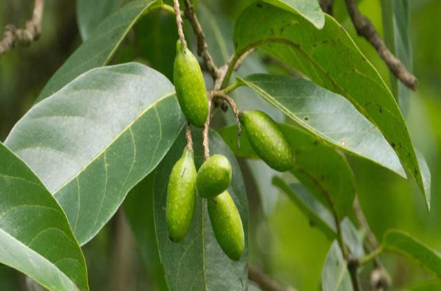 Kara halile nedir? Kara halile otu faydaları