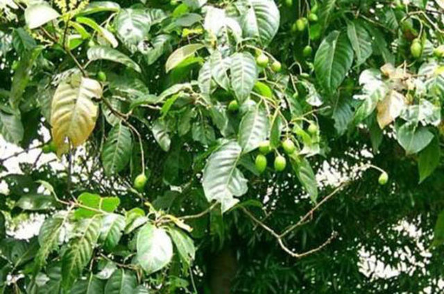 Kara halile nedir? Kara halile otu faydaları