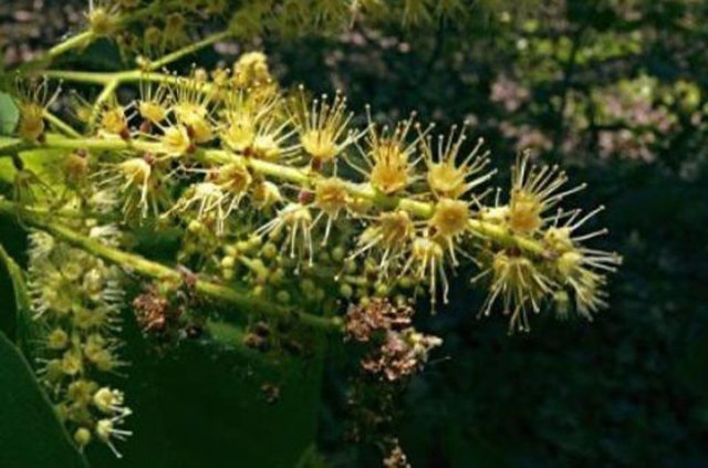 Kara halile nedir? Kara halile otu faydaları