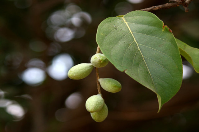 Kara halile nedir? Kara halile otu faydaları