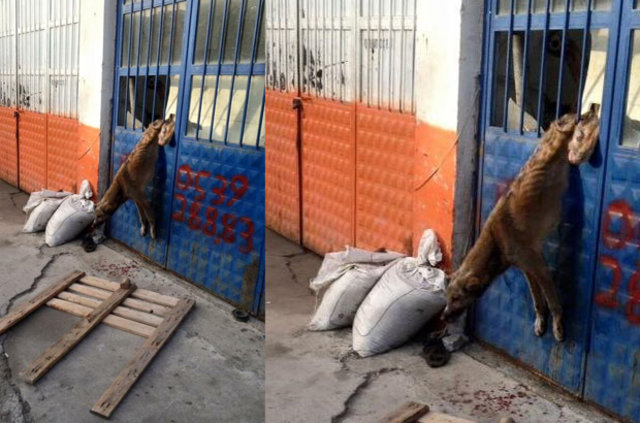 Aydın'da bir köpek demir parmaklıklara sıkıştı!