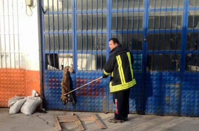 Aydın'da bir köpek demir parmaklıklara sıkıştı!