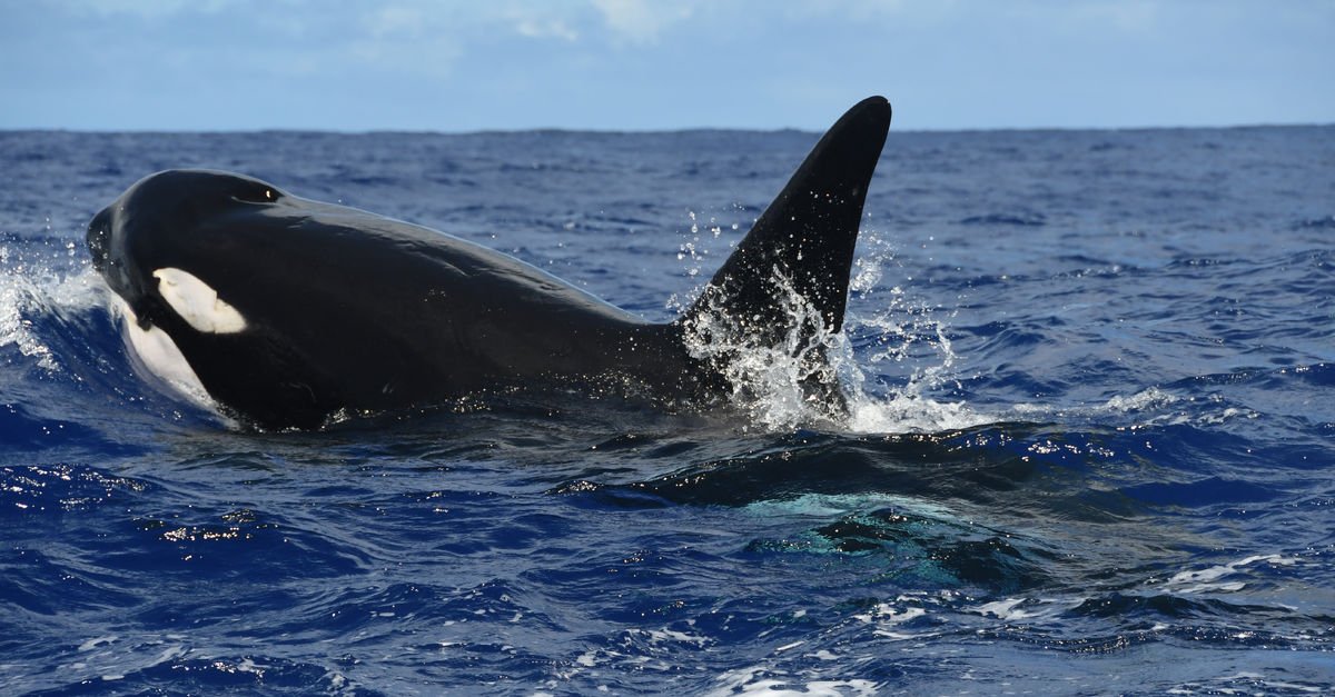 Katil balina Wikie konuşmayı öğrendi!