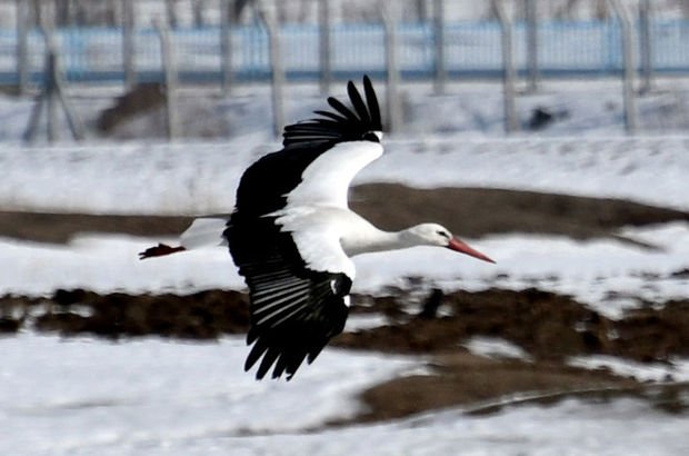 Leylekler bu yıl da erken geldi
