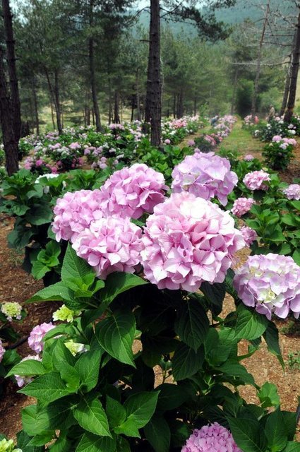 Ortanca bakımı nasıl olur? Ortanca çiçeği bakımında dikkat edilmesi ...