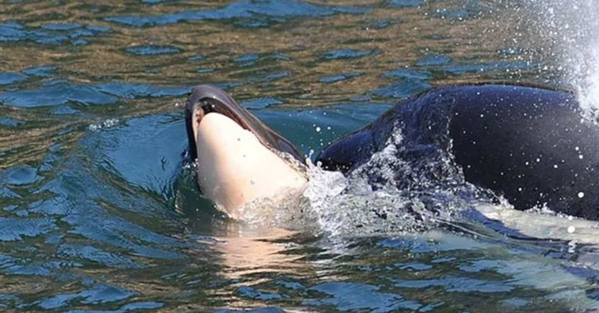 Katil balina ölen yavrusunu 17 gün sırtında taşıdı