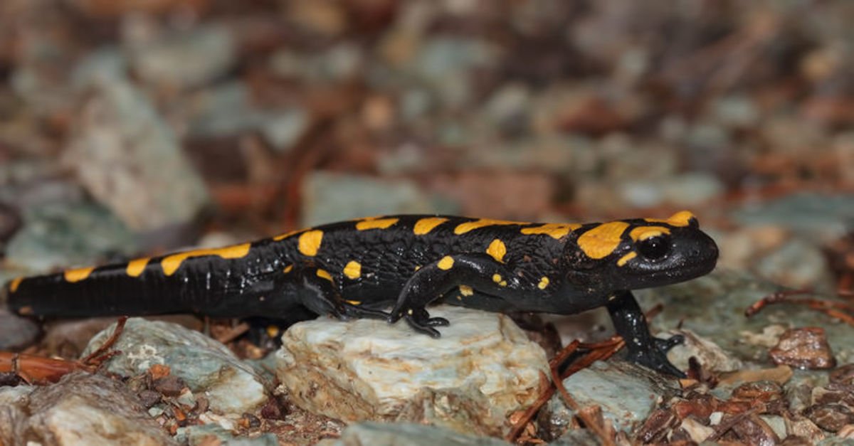 Semender nedir? Semender nerelerde görülür?