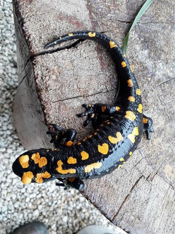 Adana'da nesli tükenmekte olan semender bulundu