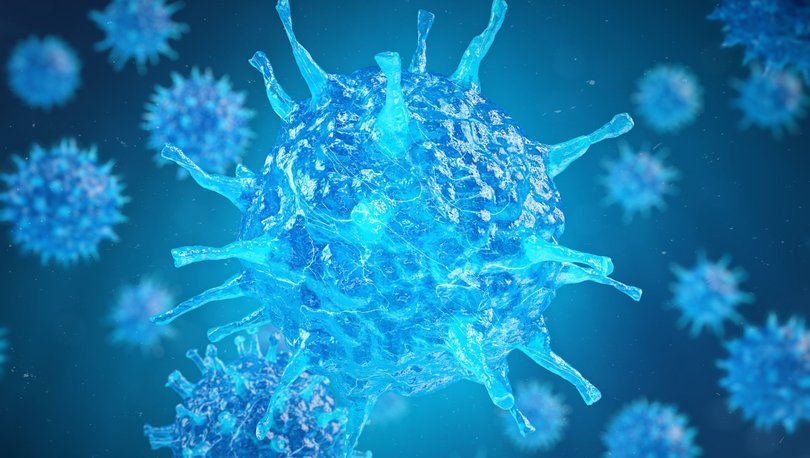 Maya mantarı bilinenin aksine daha tehlikeli olabilir