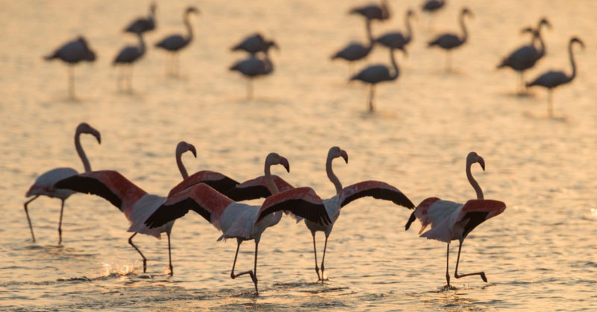 Gediz Deltası'na 'UNESCO' çağrısı