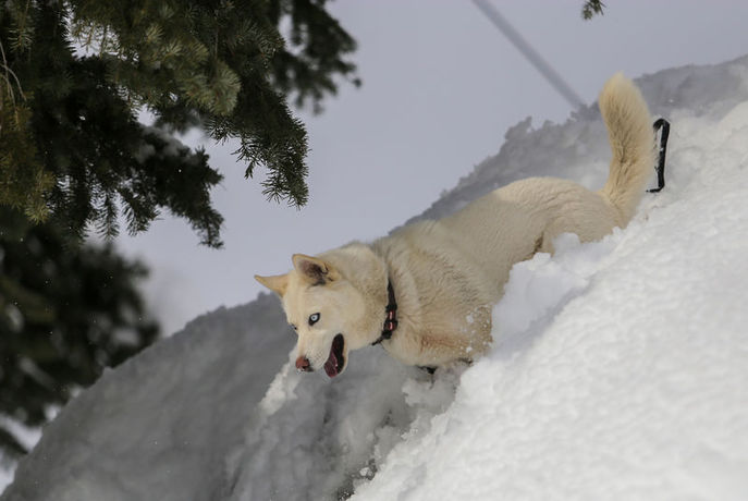 Sibirya kurdu 'Fıstık'ın ilk kar sevinci