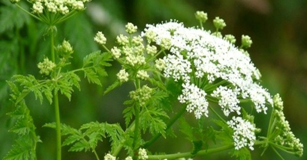 Anason nedir? Ne işe yarar? Faydaları nelerdir?