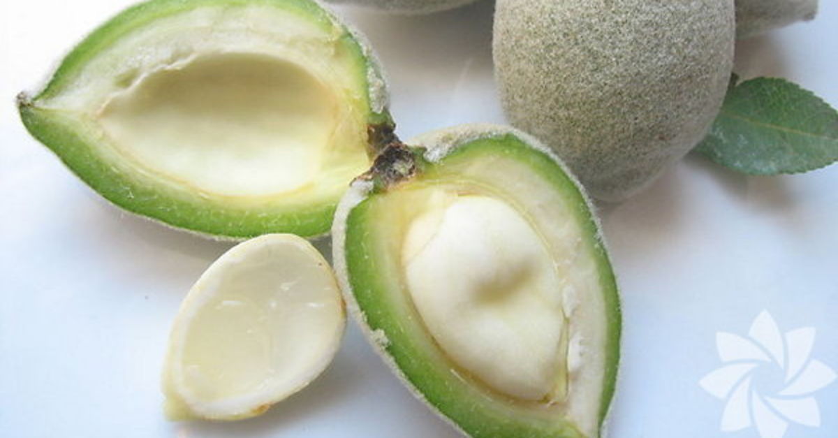 Çağla Nedir? Çağlanın Faydaları Nelerdir?