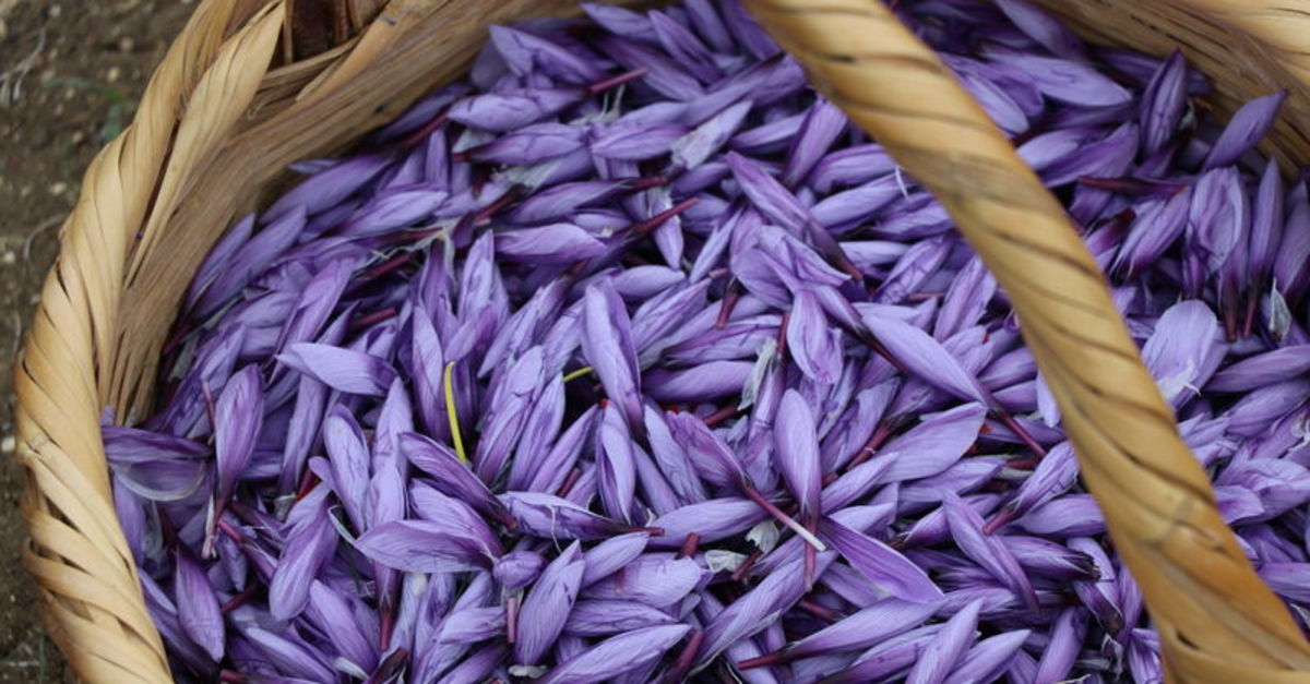 Safran tarlaları Safranbolu'nun yeni turizm destinasyonu oldu