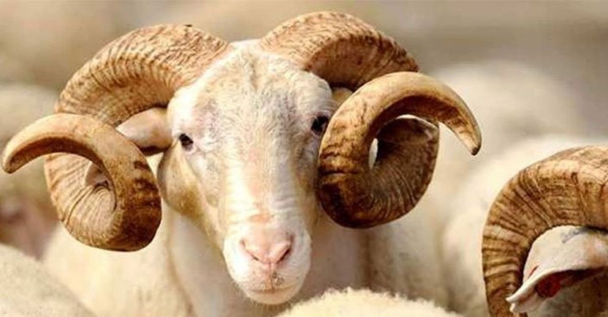 Kurbanlık koç, koyun ve dana fiyatları 2021! Küçükbaş ve büyükbaş ...