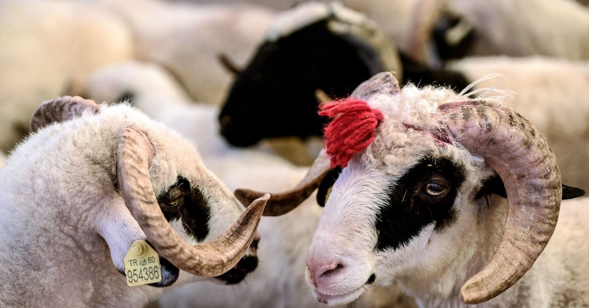 Kurbanlık koç, koyun ve dana fiyatları 2021! Küçükbaş ve büyükbaş ...