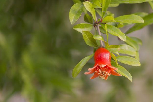 Nar Çiçeğinin Faydaları ve Zararları Nelerdir? Nar Çiçeği Nedir, Ne İşe ...