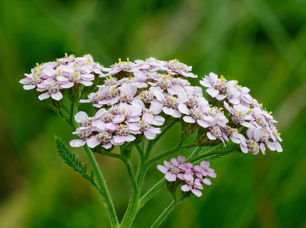 Civan Perçemi Otunun Müthiş Faydaları - Civan Perçemi Ne İşe Yarar ...