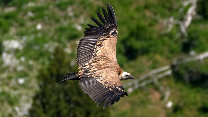 Tokalı Kanyonu'nda 3 tür akbaba görüntülediler