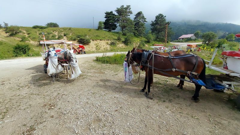 KALDIRILDI! Son dakika: Abant Milli Parkı'nda fayton yasaklandı