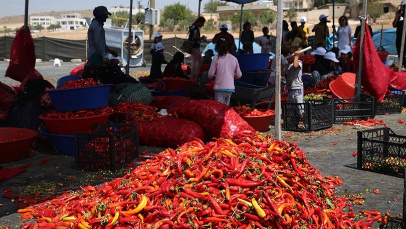 Şanlıurfa'nın tescilli isotu tezgahlarda yerini almaya başladı