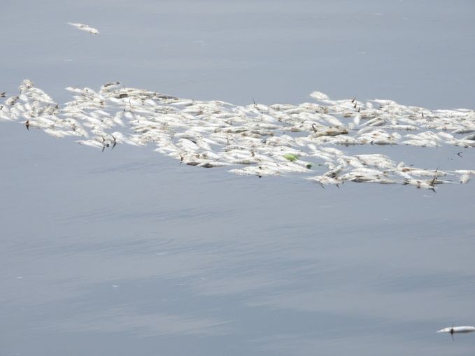 Asi Nehri'nde içler acısı tablo! Toplu balık ölümleri yaşandı!