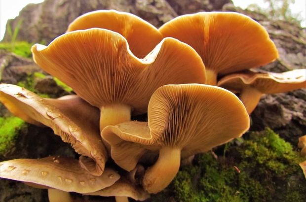 Mantar zehirlenmesiyle ilgili yanlış bilgiler| HT Gastro