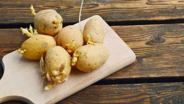 Filizlenmiş Patatese Dikkat! Bu Şekilde Tüketilmesi Zehirlenmeye Neden ...