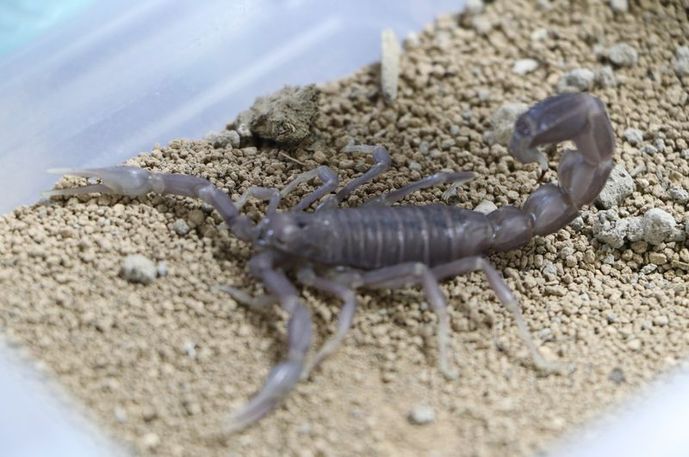 Son dakika haberler: 15 bin akrebi sağıyorlar! Litresi 180 milyon TL ...