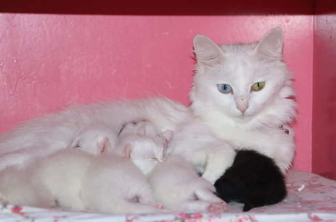 Van Kedi Villası'nda 2023 doğumları için çalışmalara başlandı