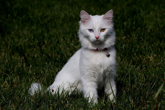 Van Kedi Villası'nda 2023 doğumları için çalışmalara başlandı