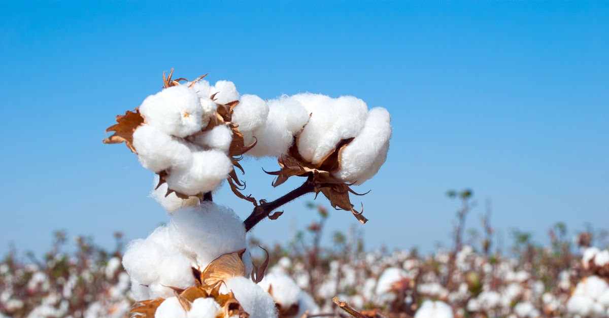 Pamuk Nerede Yetişir, Hangi Bölgelerde Üretilir? Pamuk Nasıl ve Hangi ...