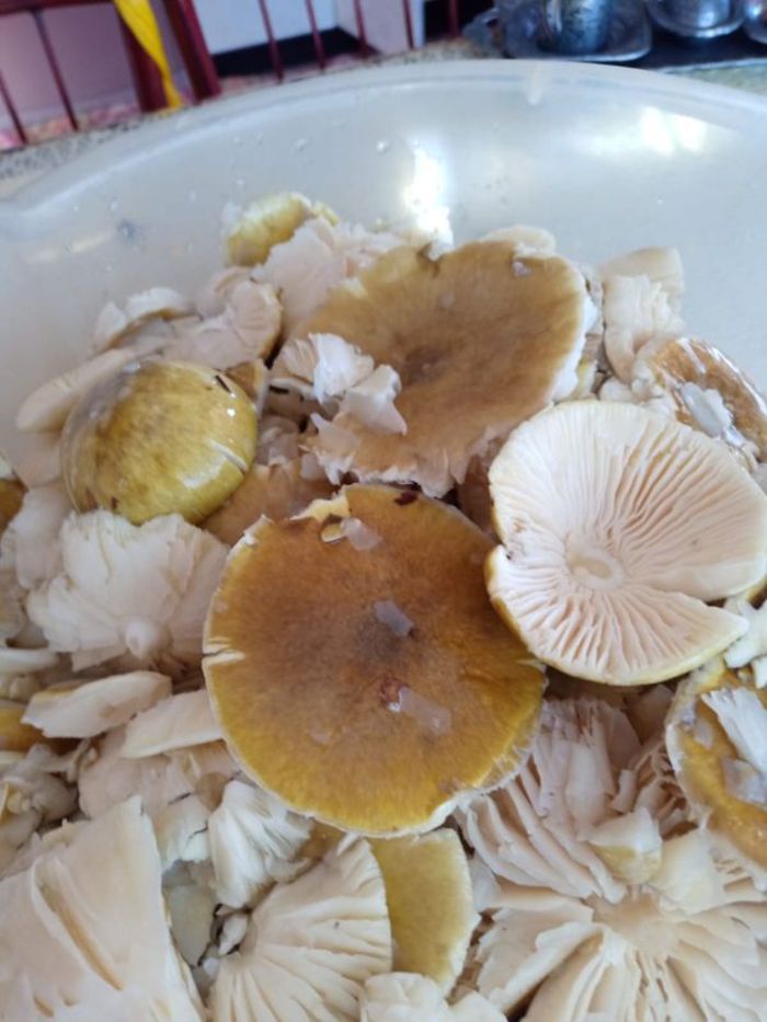 Tuzağa dikkat! Uzmanından bir uyarı daha: İkizi öldürüyor - Güncel haberler