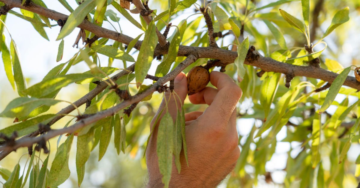Badem Ne Zaman Toplanır? Badem Hangi Mevsimde Yenir, Hangi Ayda Toplanır?