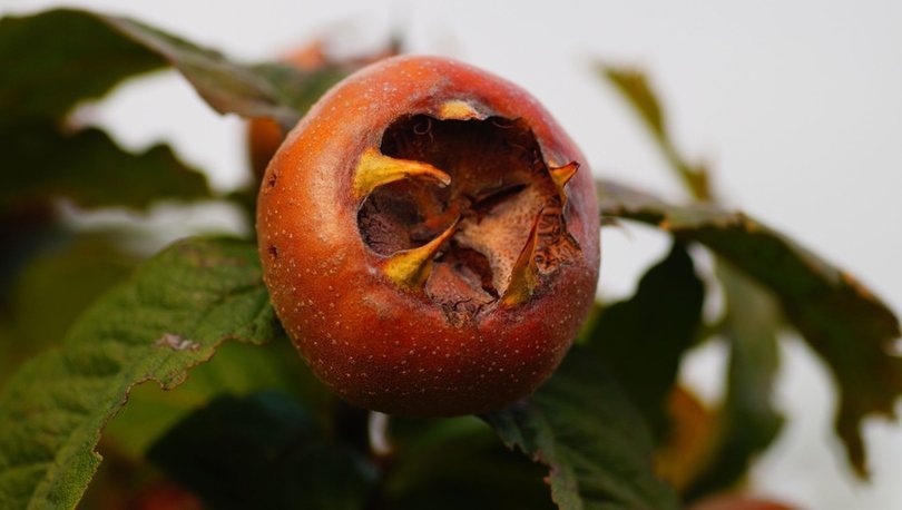 Muşmula Ne Zaman Toplanır? Döngel (Muşmula) Nasıl Olgunlaşır, Hangi ...