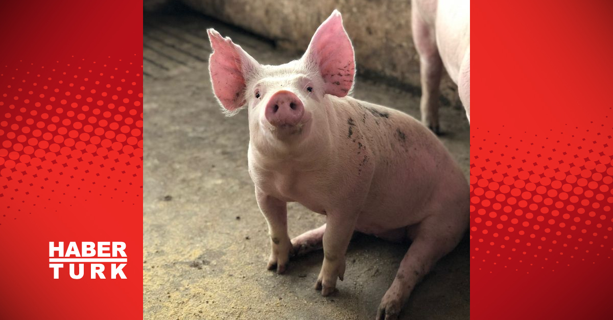 Organ naklinde yeni dönem: Domuz karaciğeri insanlara nakledilecek