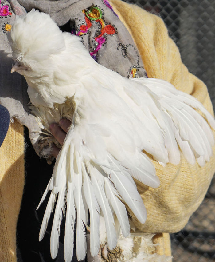 Osmanlı mirası "sultan tavuğu" Pursaklar'da yetiştiriliyor