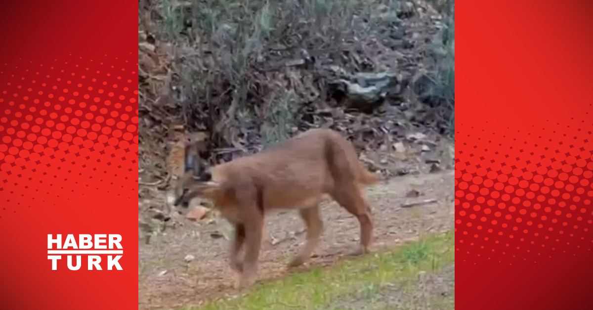 Muğla'da karakulak ile yavruları fotokapanla görüntülendi