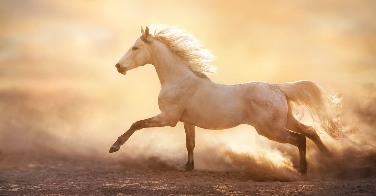 Atlar Kaç Yıl Yaşar? Atların Ortalama Ömrü ile Yaşam Süresi Nedir?