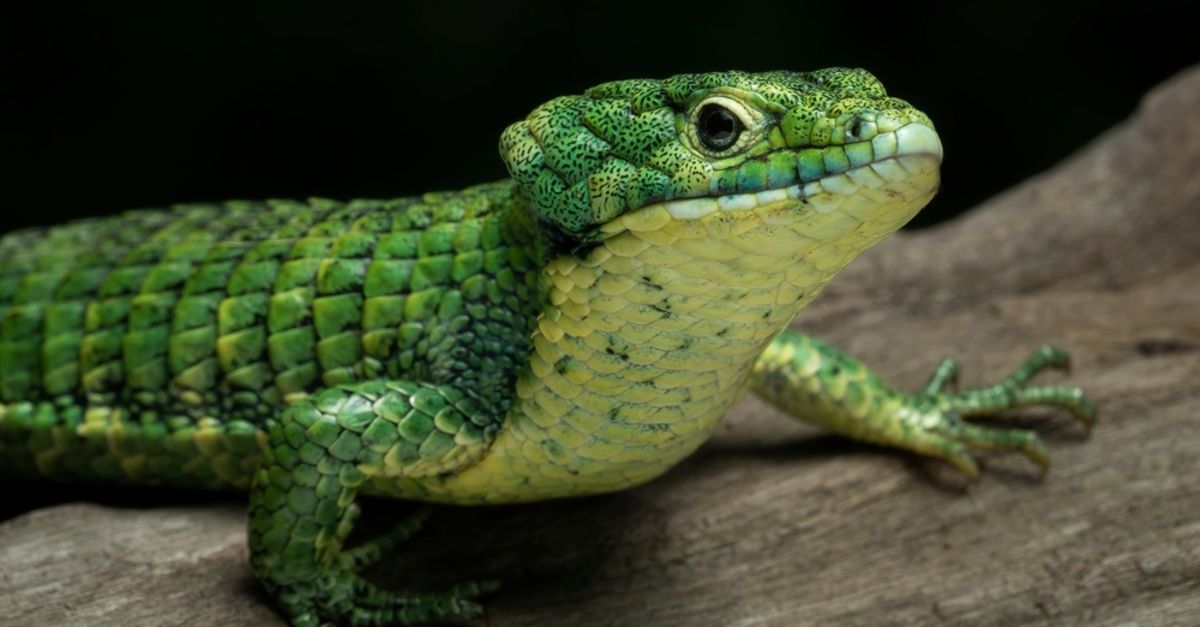 Kertenkele Türleri, Cinsleri ve Özellikleri: Kertenkele Türleri ve ...