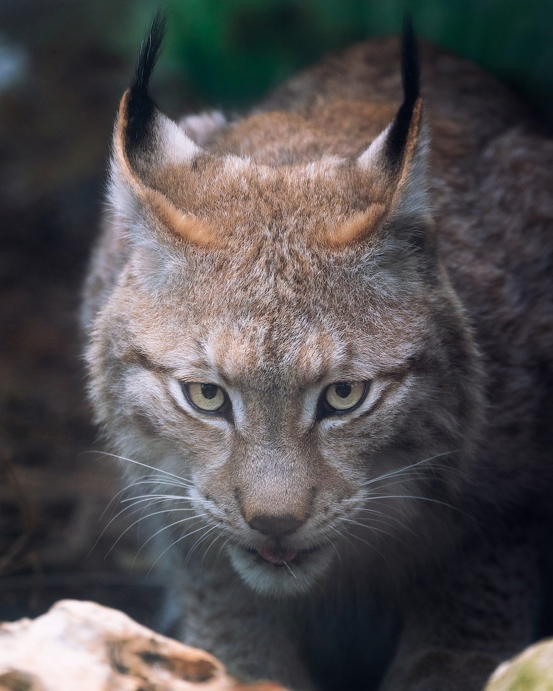 Doğanın en yalnız 18 hayvanı: Sosyalleşmek onlara göre değil