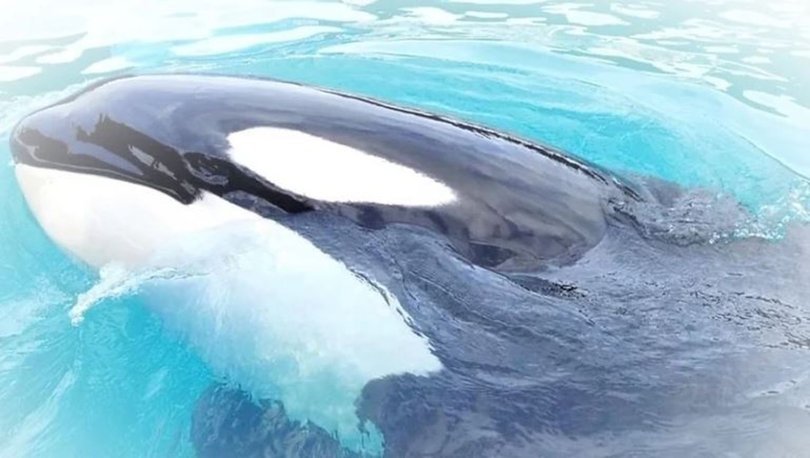 50 yıldan fazla esaret altında olan katil balina Lolita, serbest kalacak