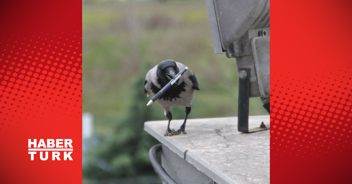 Okula dadanan 'yaramaz karga' öğrencilerin maskotu oldu