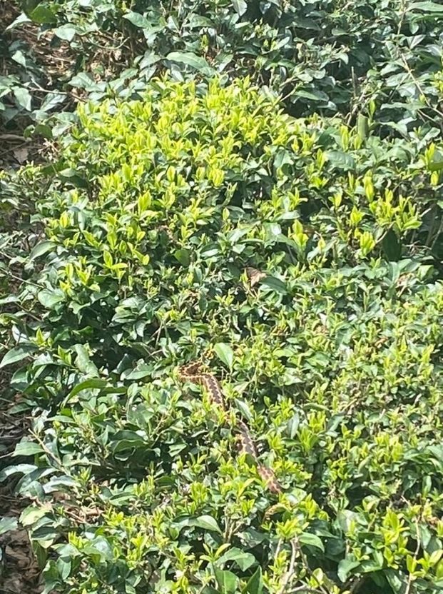 Artvin'de koruma altındaki Hopa engereği görüldü