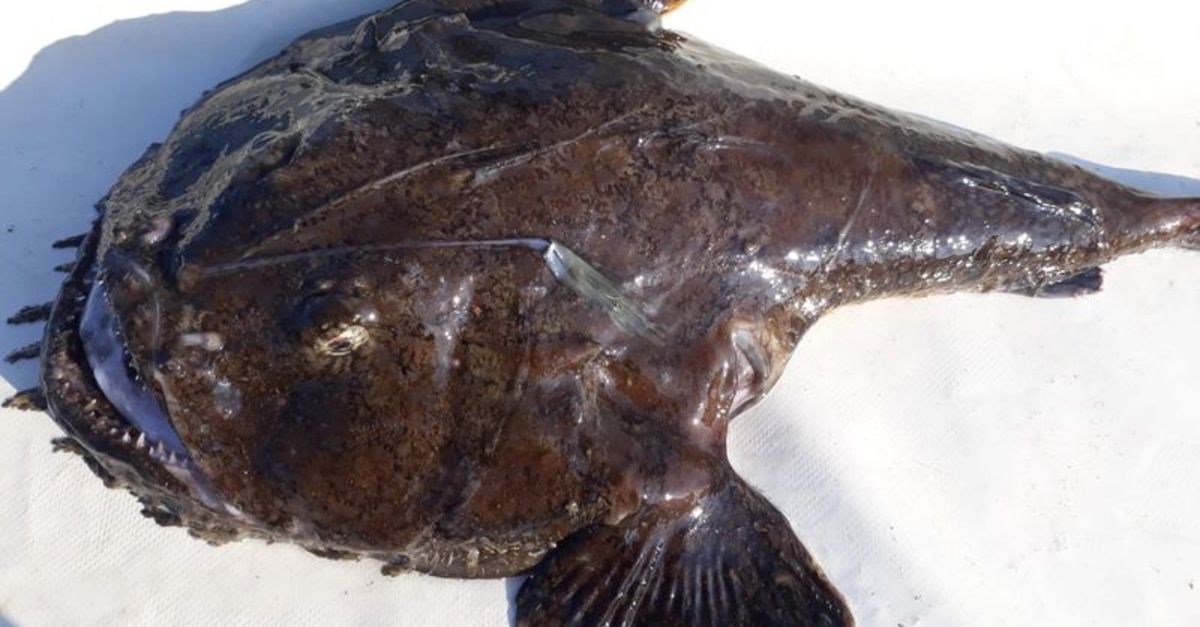 Fener Balığı Nedir, Nasıl Bir Balıktır? Fener Balığı Nerelerde Yaşar ...