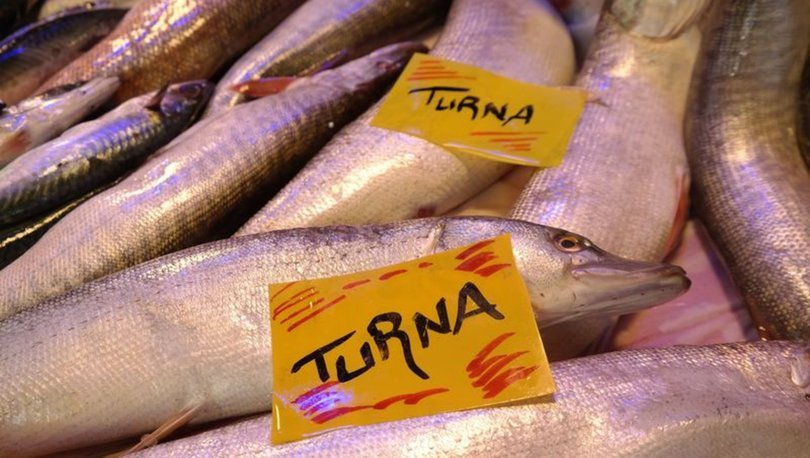 Turna Balığı Nedir, Nasıl Bir Balıktır? Turna Balığı Nerelerde Yaşar, Özellikleri Nelerdir?