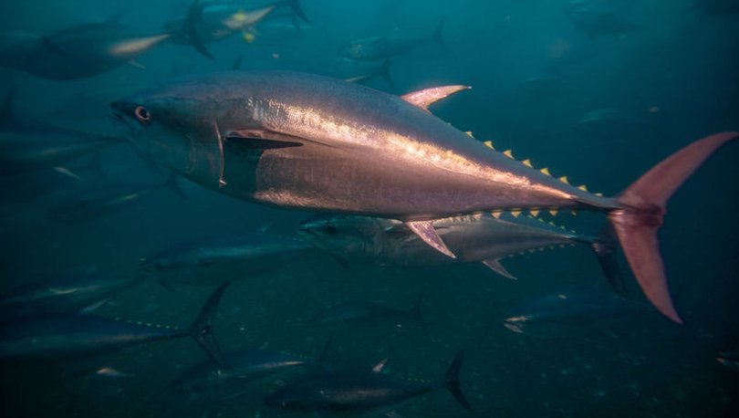 Orkinos Balığı Nedir, Nasıl Bir Balıktır? Orkinos Balığı Nerelerde ...