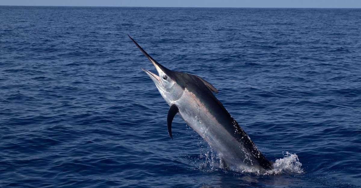 Kılıç Balığı Nedir, Nasıl Bir Balıktır? Kılıç Balığı Nerelerde Yaşar ...